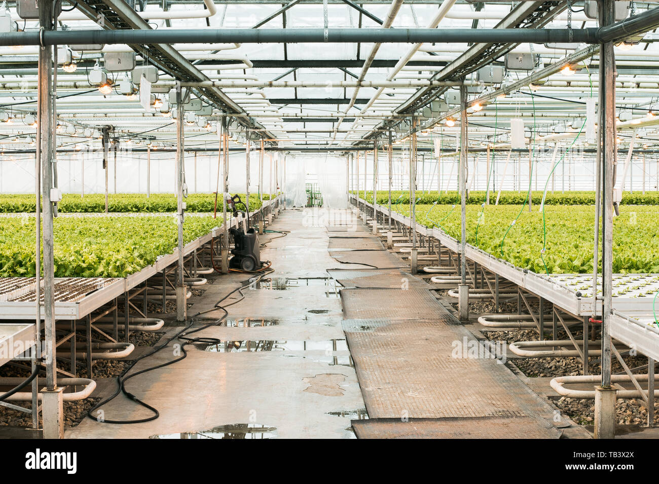 Green House and green vegetable. Young plants growing in a very large ...