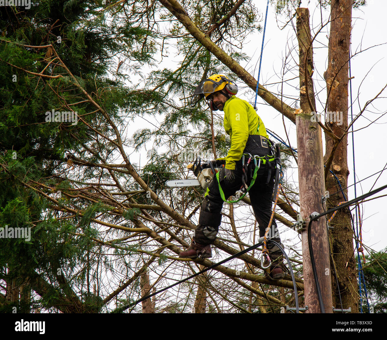 Tree trees lopping felling hi-res stock photography and images - Alamy