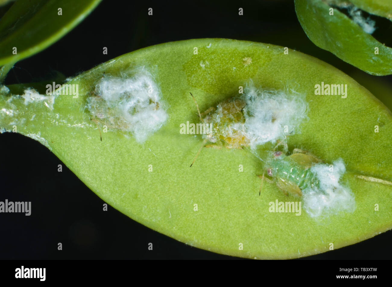 Psyllid infestation hi-res stock photography and images - Alamy