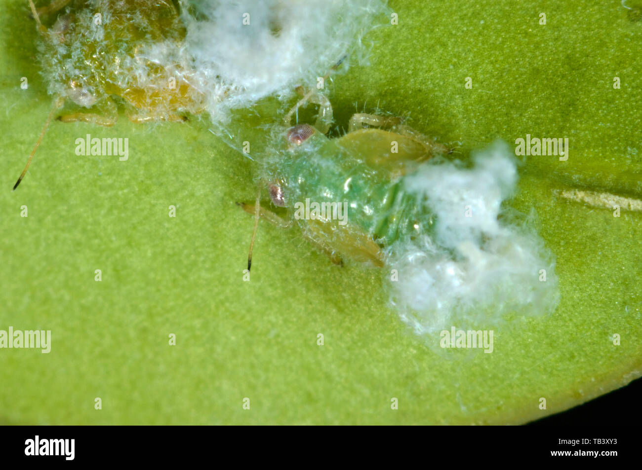 Photomicrograph of box sucker or boxwood psyllid, Psylla buxi, nymphs ...