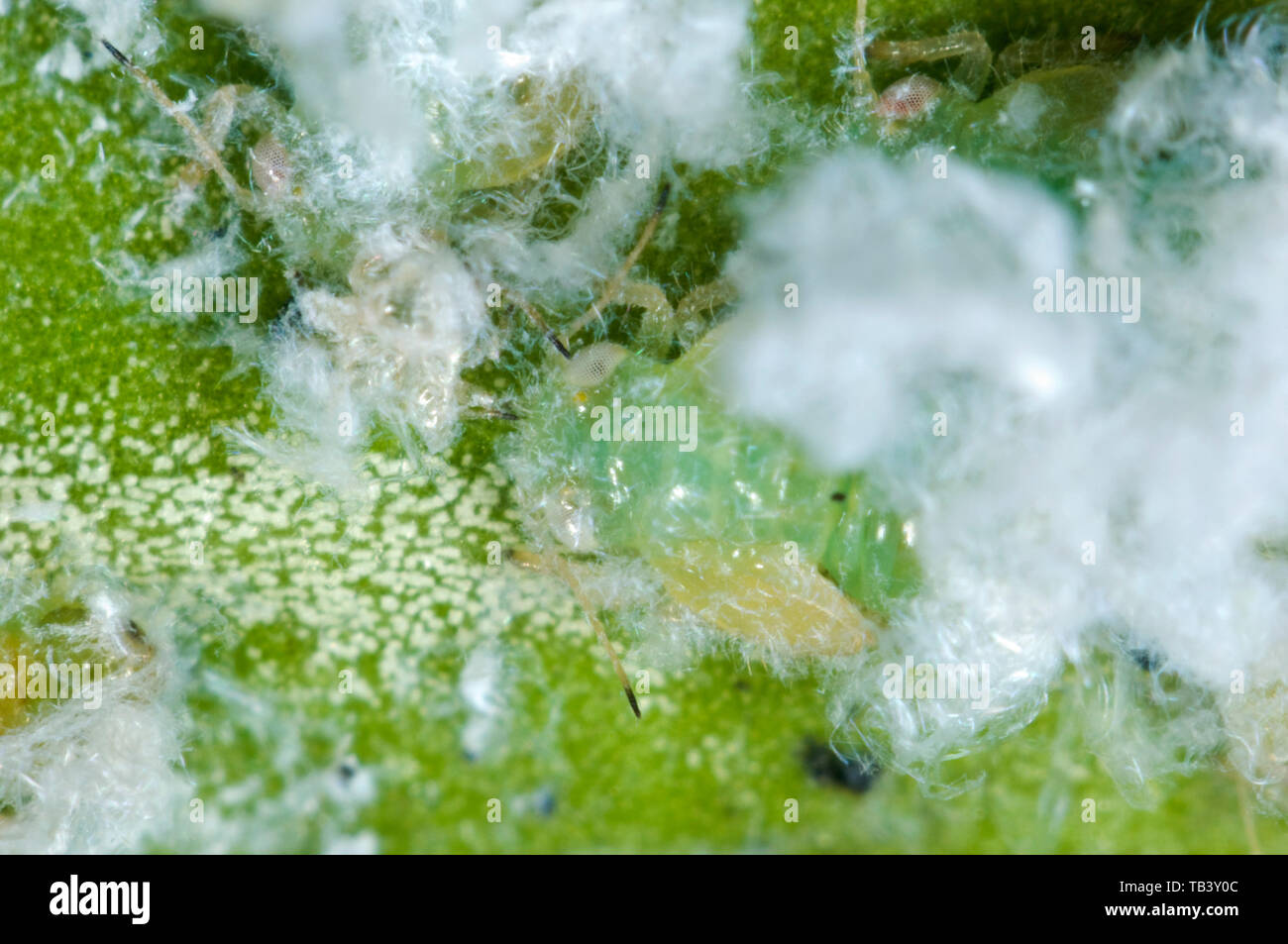 Psyllid infestation hi-res stock photography and images - Alamy