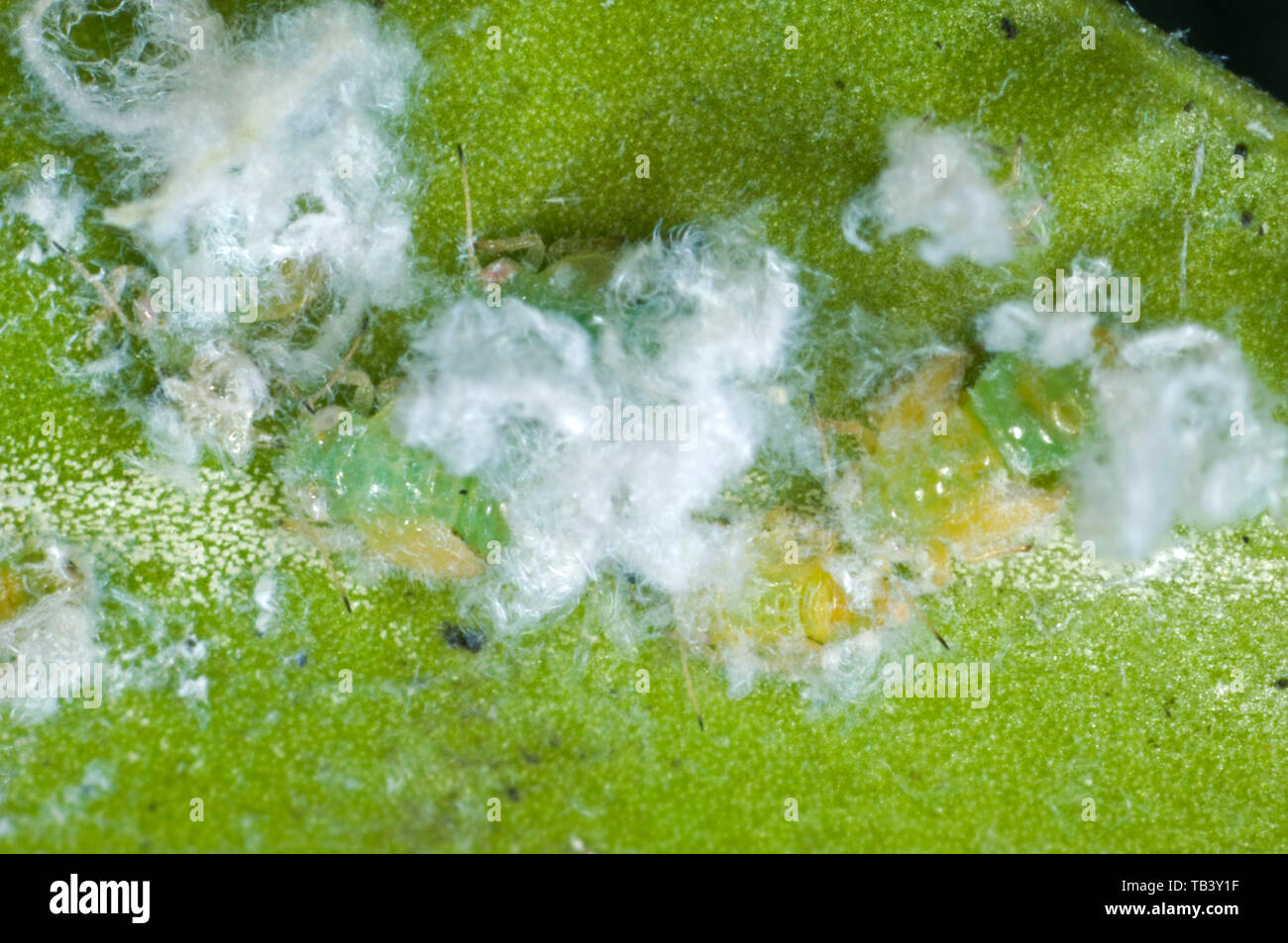 Photomicrograph of box sucker or boxwood psyllid, Psylla buxi, nymphs ...