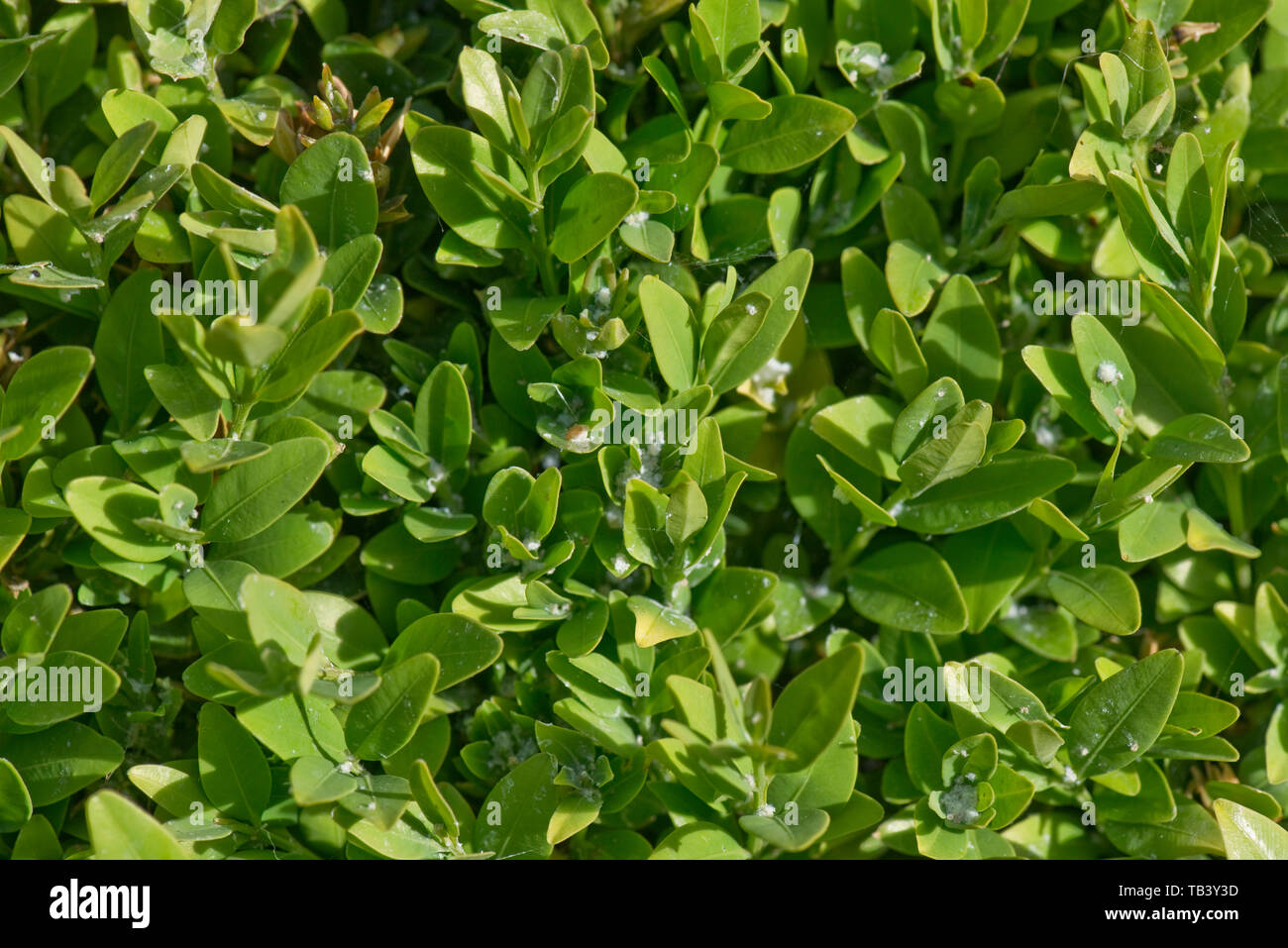White waxy extrusion of box sucker or boxwood psyllid, Psylla buxi, on ...