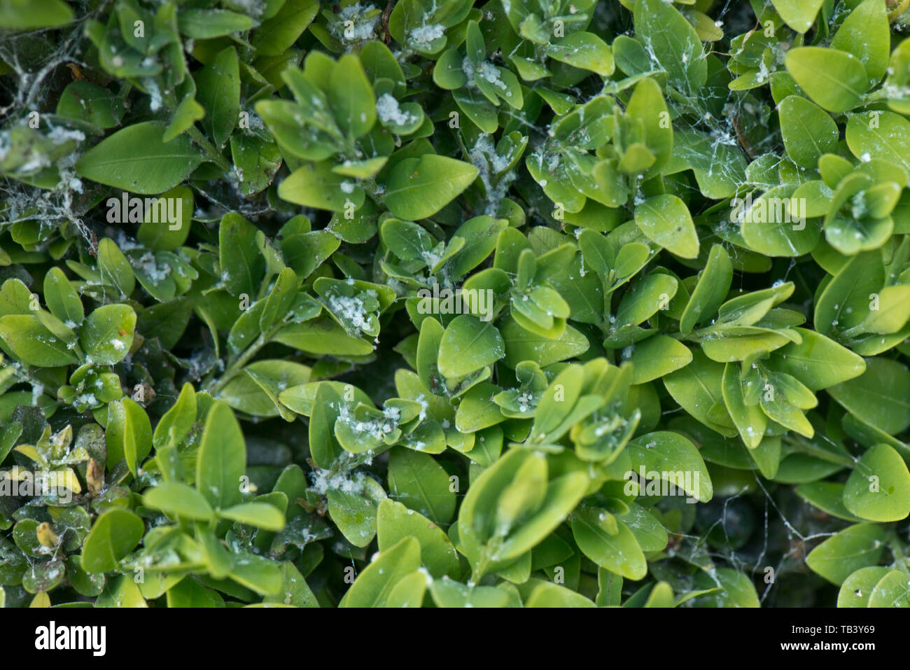 White waxy extrusion of box sucker or boxwood psyllid, Psylla buxi, on ...