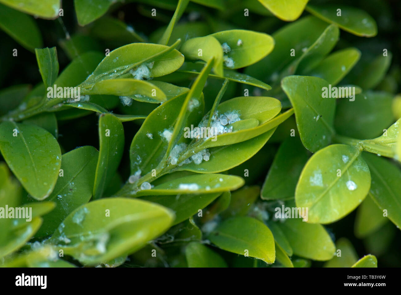 Buxus sempervirens uk insect hi-res stock photography and images - Alamy