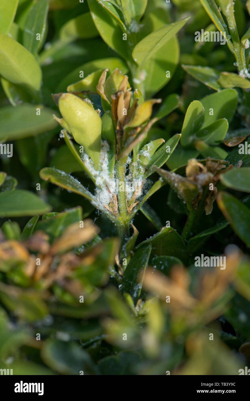 White waxy extrusion of box sucker or boxwood psyllid, Psylla buxi, on ...