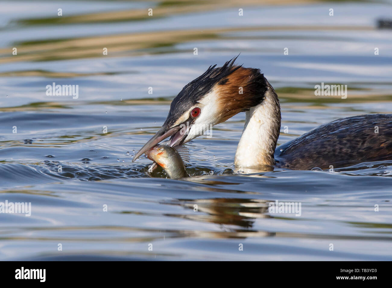 Freshwater fish uk hi-res stock photography and images - Alamy