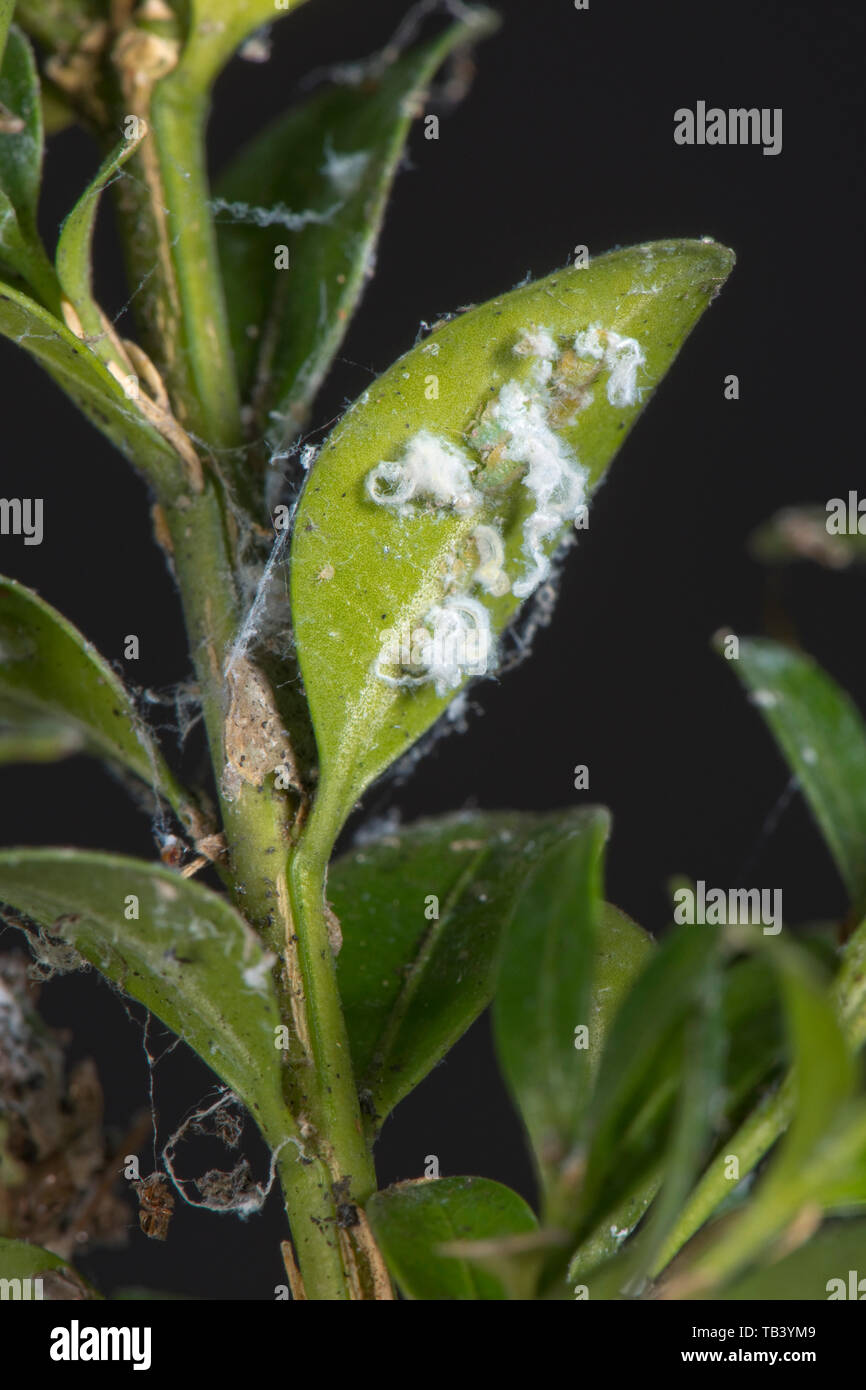 Box sucker or boxwood psyllid, Psylla buxi, nymphs and white waxy ...