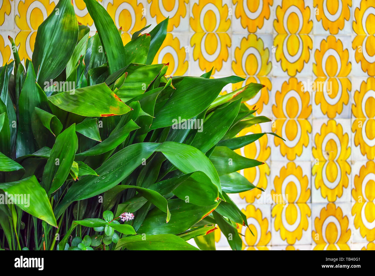 Flower decorations in Lisbon, Portugal Stock Photo - Alamy