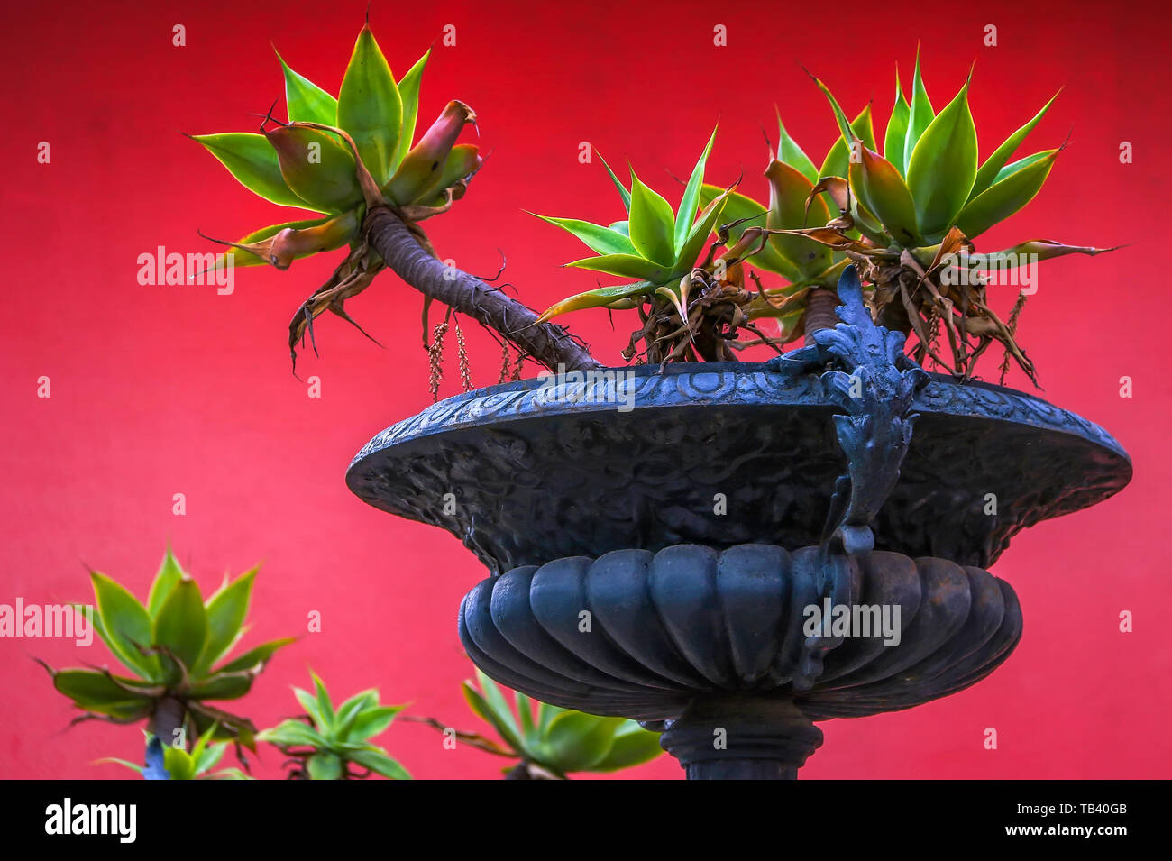 Flower decorations in Lisbon, Portugal Stock Photo - Alamy