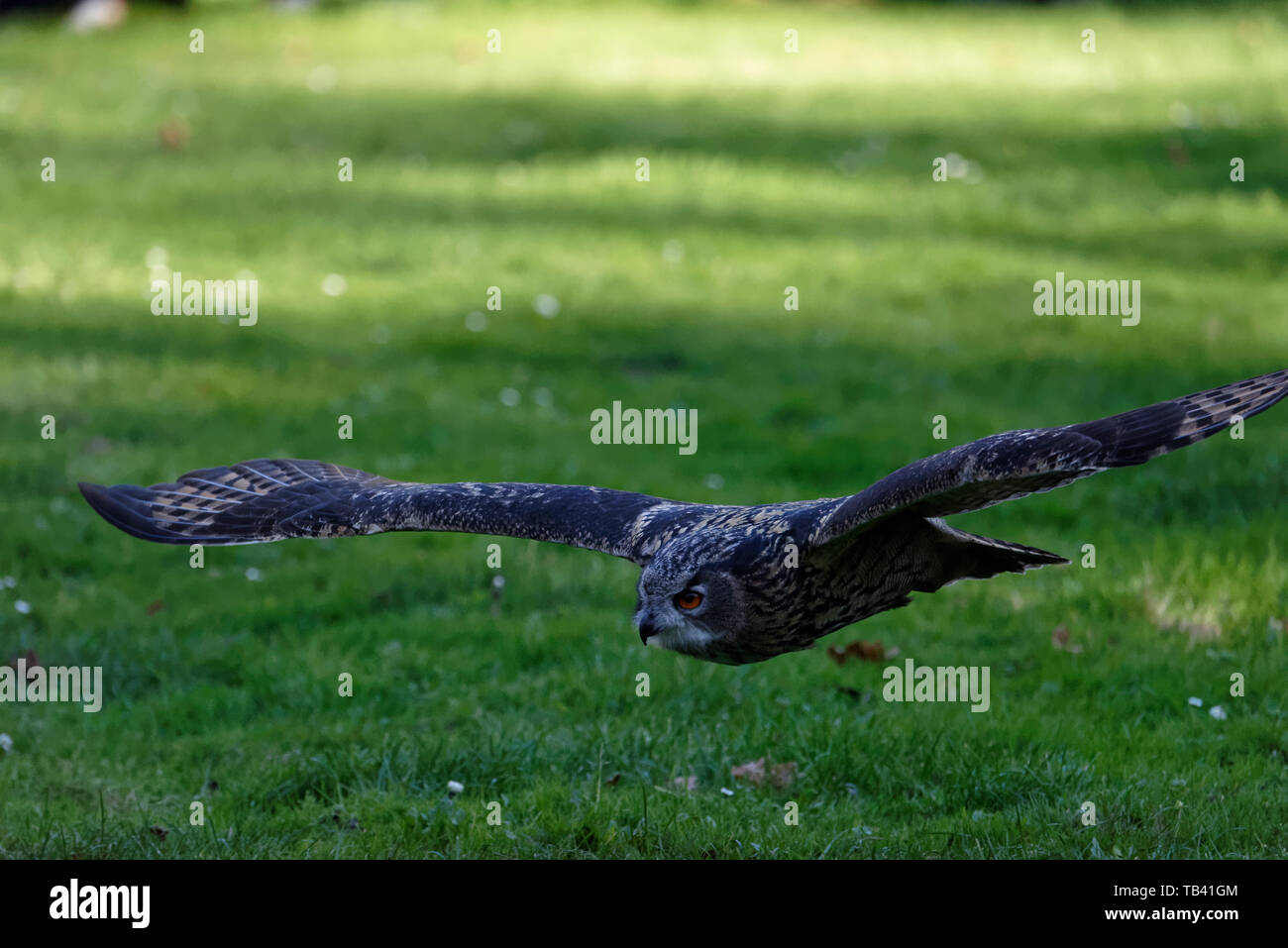 Saker Falcon,Falco cherrug,flying Stock Photo - Alamy