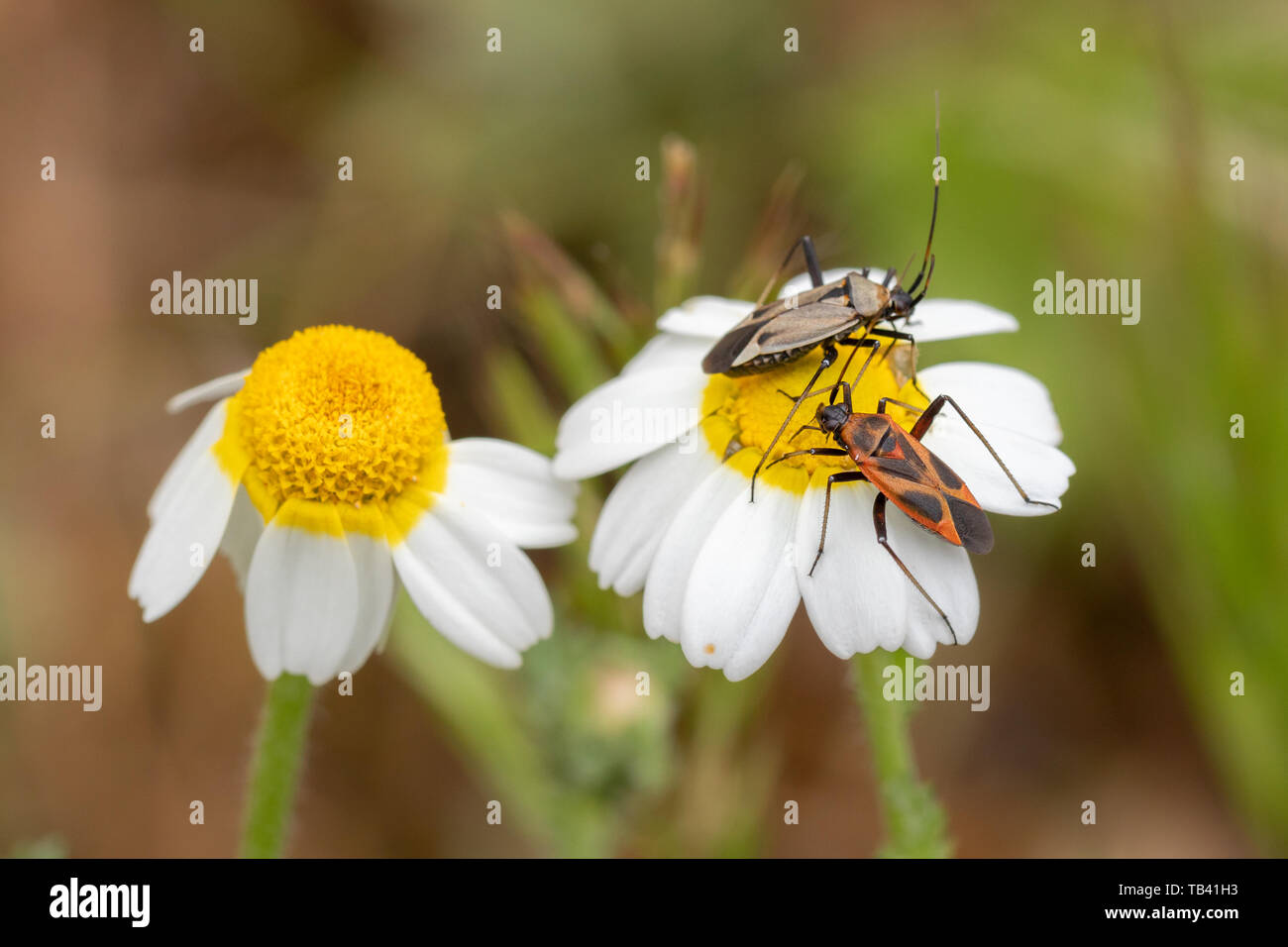 Two small insects hi-res stock photography and images - Alamy