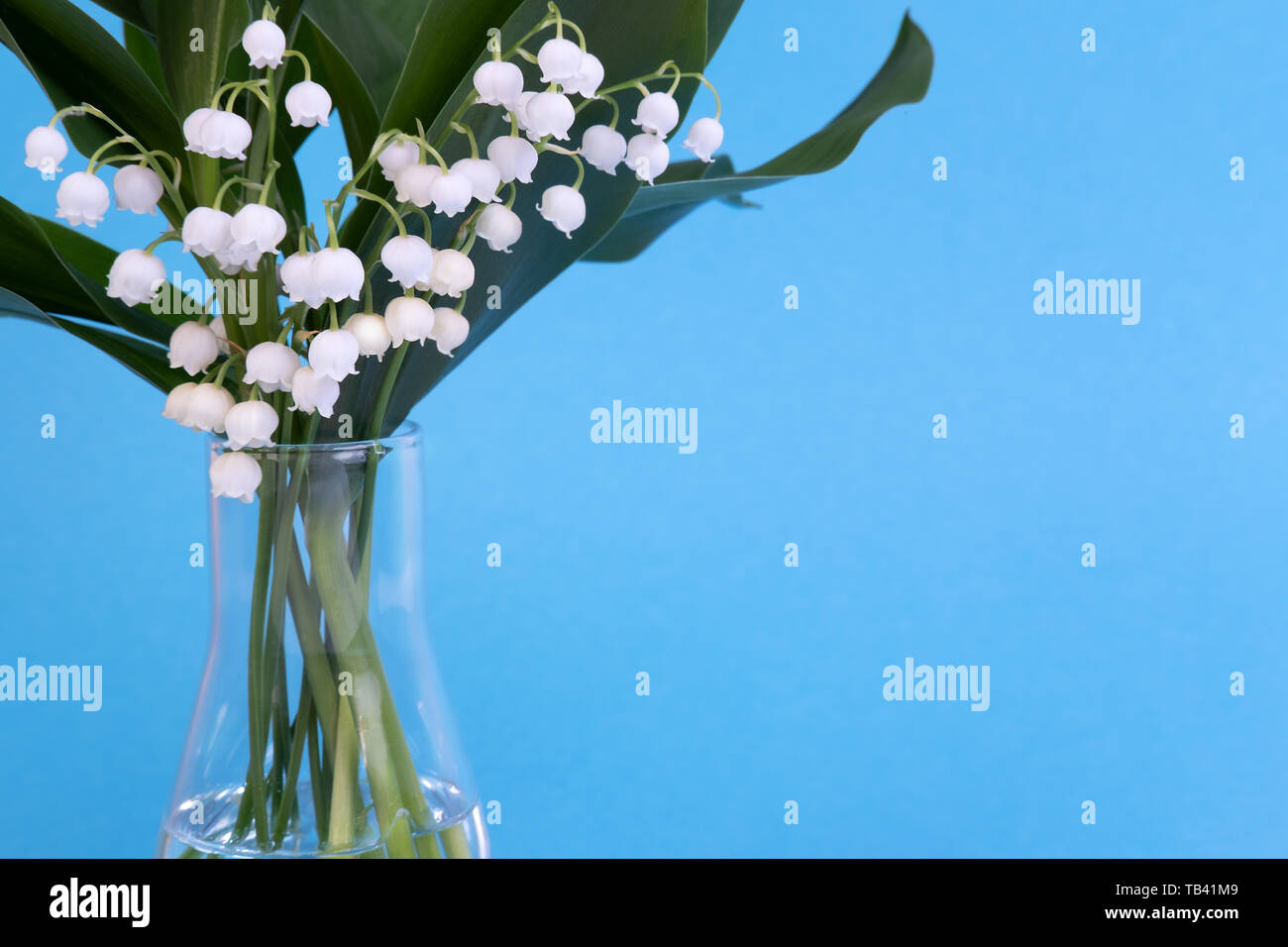 Lily of the valley in vase on a blue background. Art minimalism concept ...