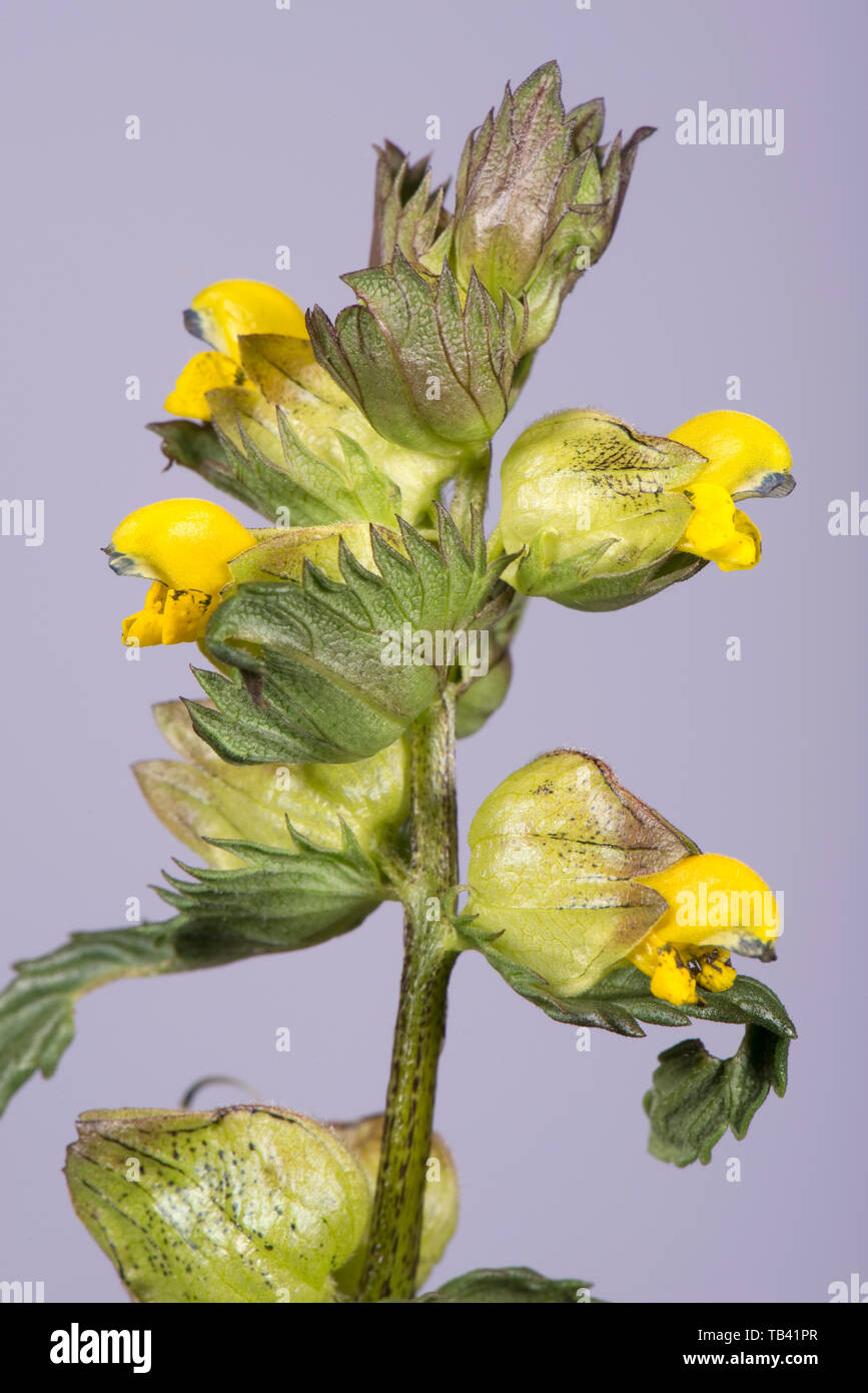 Yellow rattle, Rhinanthus minor, flowers of annual herbaceous hemi ...