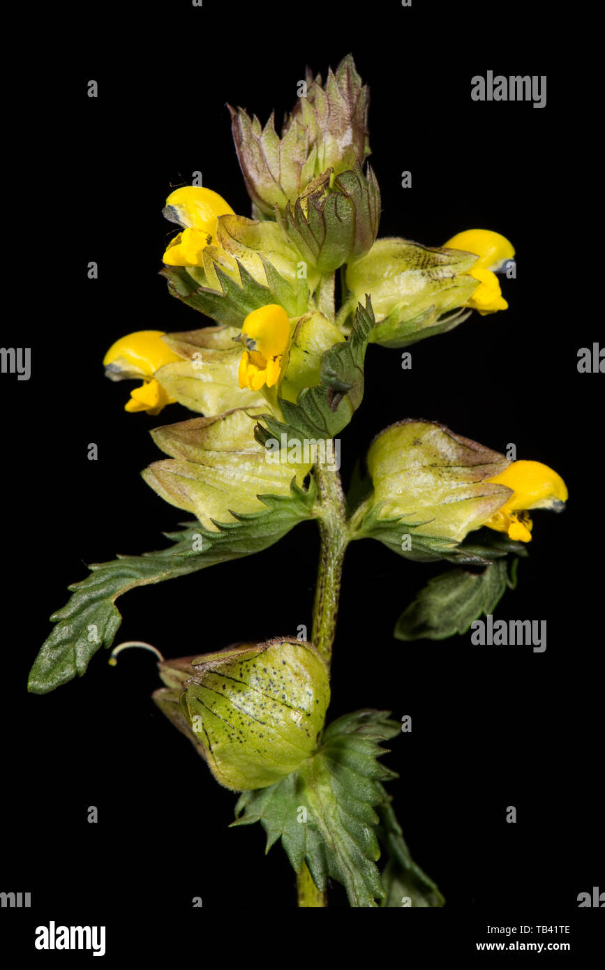 Yellow rattle, Rhinanthus minor, flowers of annual herbaceous hemi ...