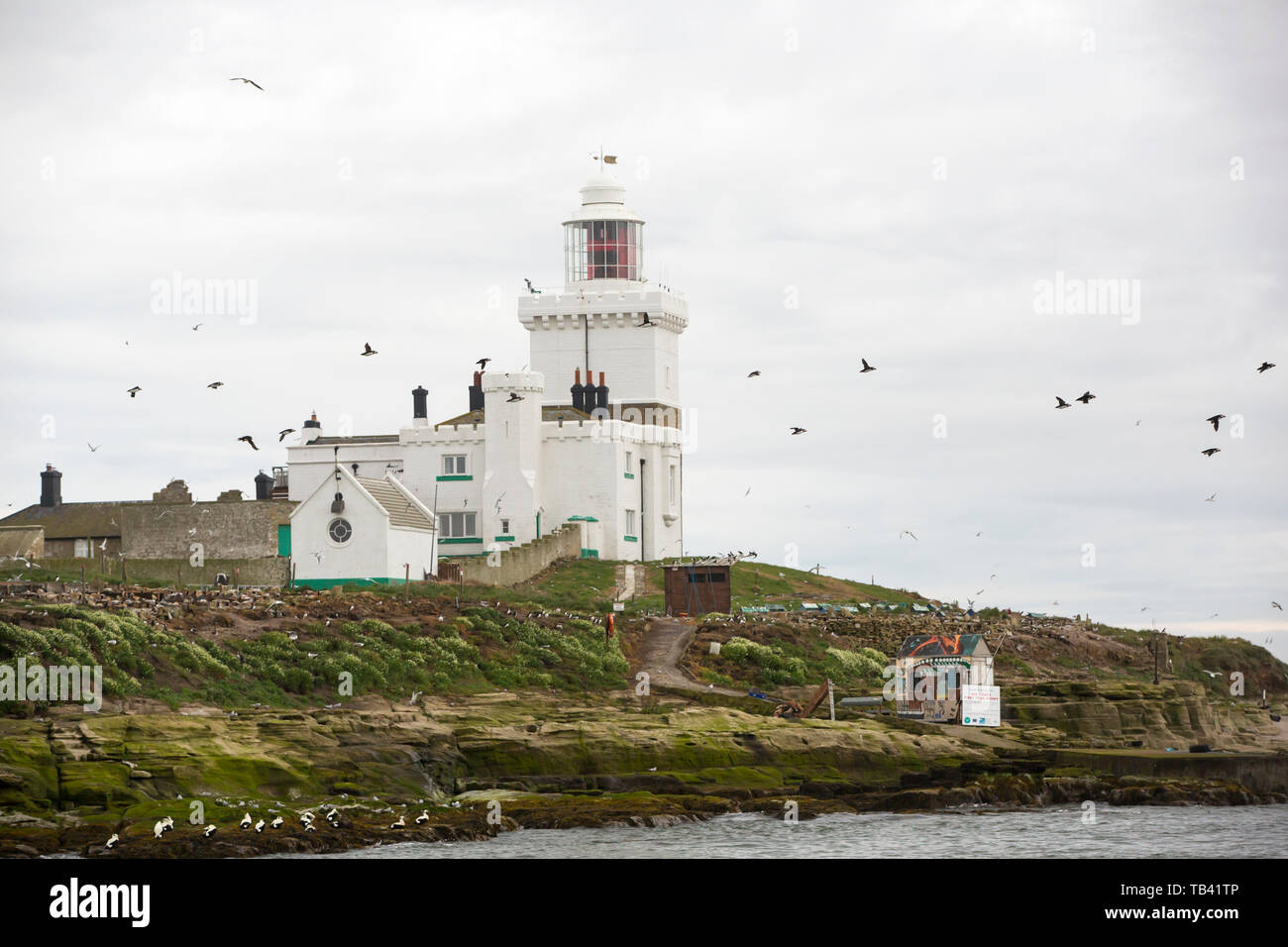 Roseate terns coquet hi-res stock photography and images - Alamy