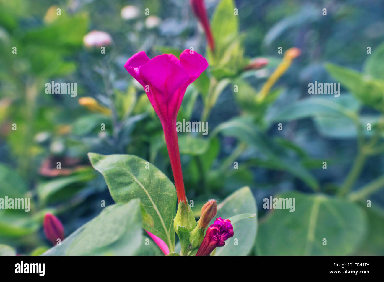 Flowers of tobacco, Virginia weed. Beautiful decorative flowers of ...