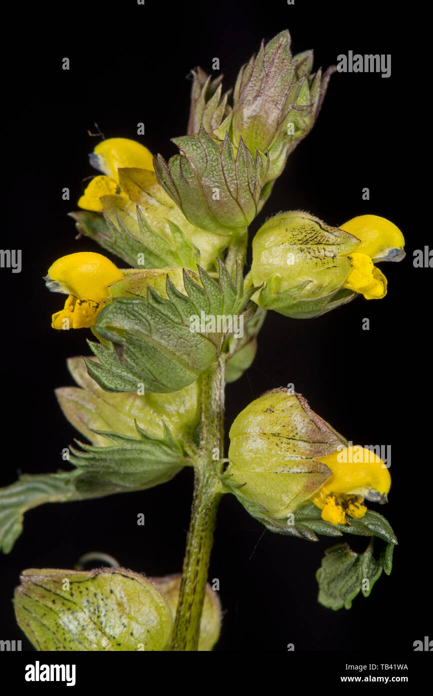 Yellow rattle, Rhinanthus minor, flowers of annual herbaceous hemi ...
