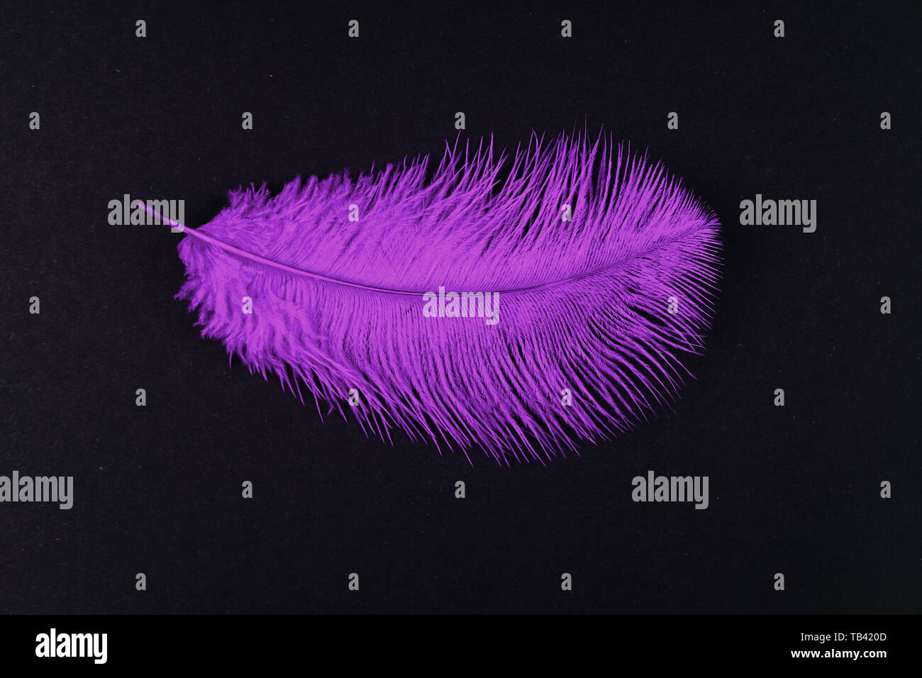 Purple isolated falling feather close up. Exotic, tropical bird macro ...