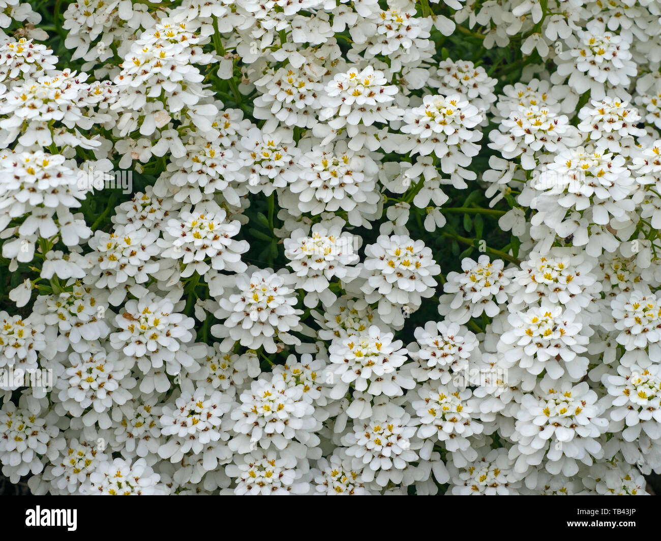 Plant native to native to southern europe hi-res stock photography and ...