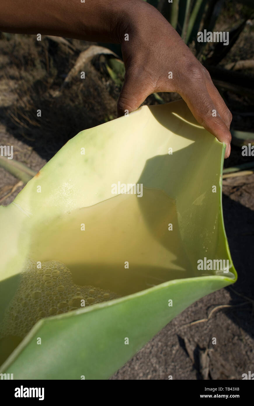 "Agua miel" (sweet water) from the Maguey Cactus is poured into a ...