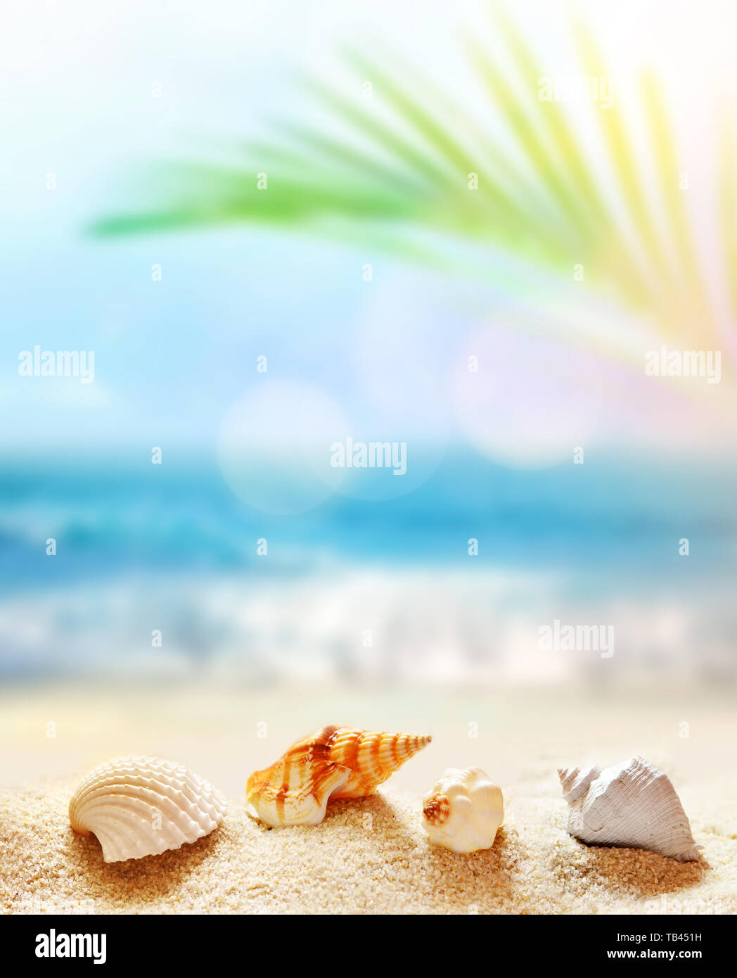 Seashell background hi-res stock photography and images - Alamy
