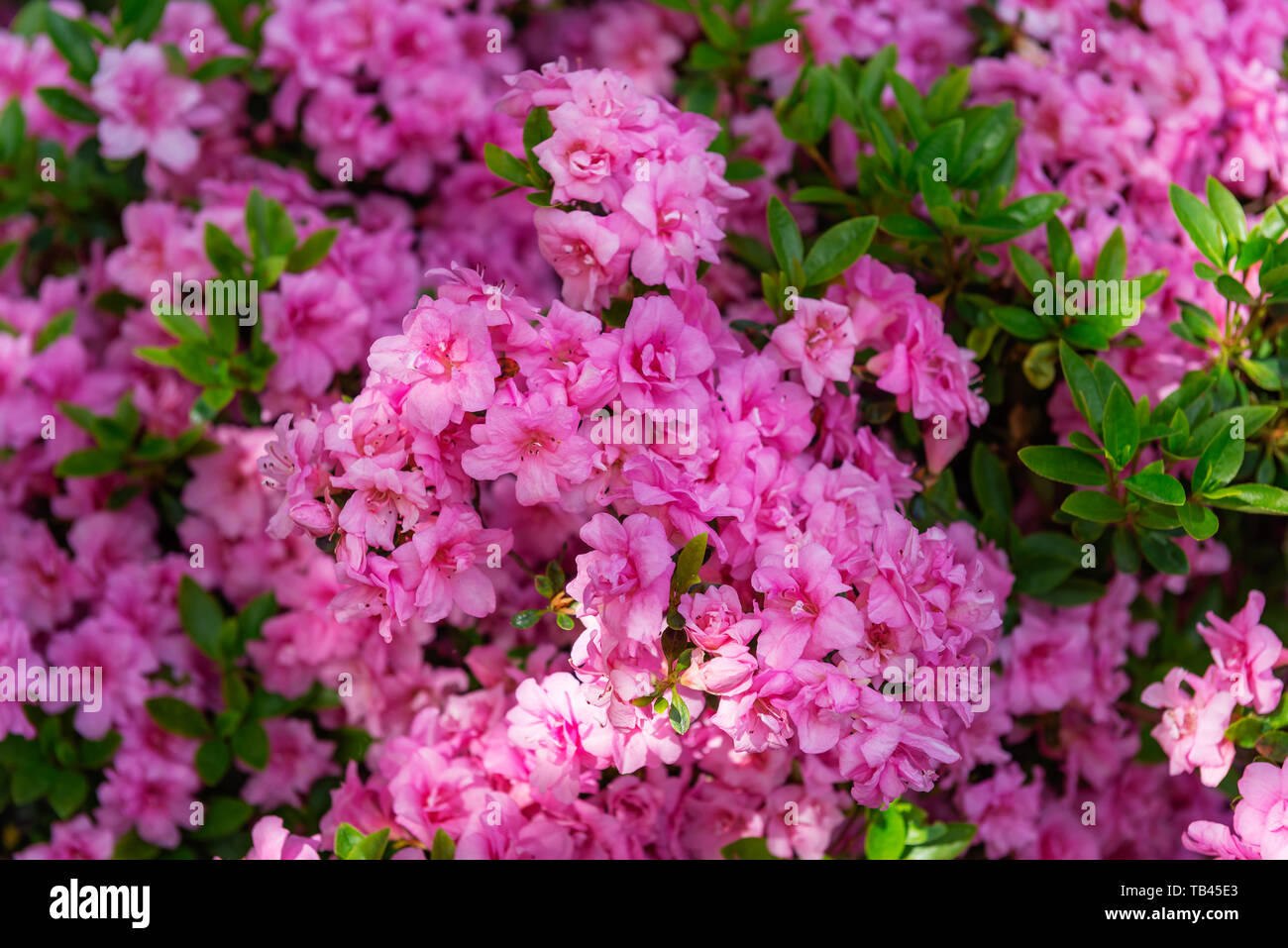 Beautiful Garden with blooming trees during spring time, Wales, UK ...