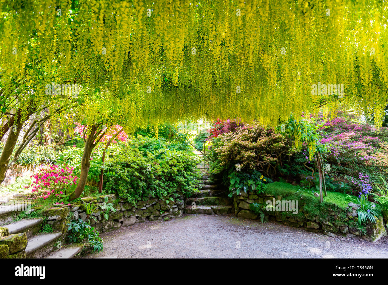 Beautiful Garden with blooming laburnum arch during spring time, Wales ...