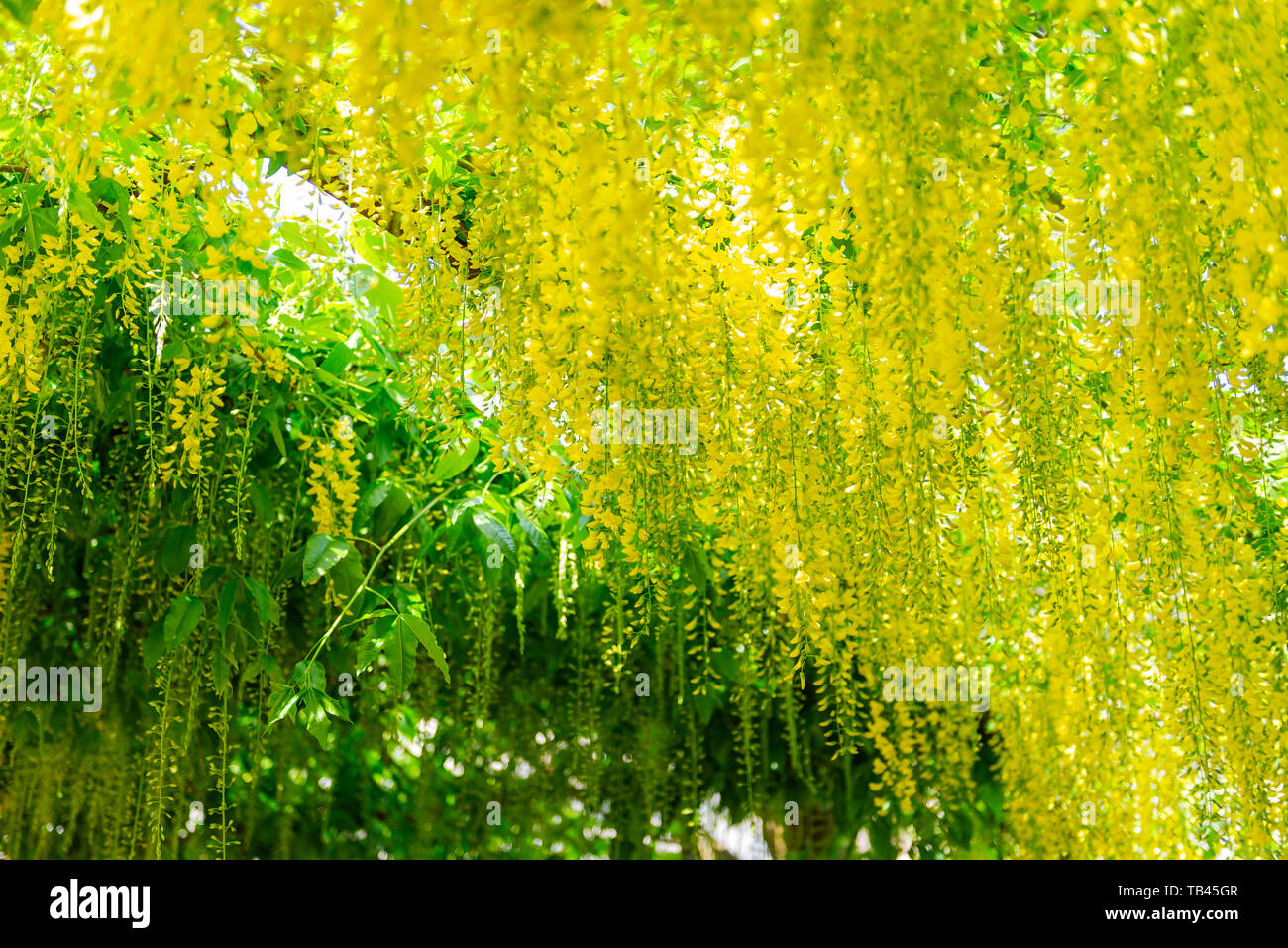 Beautiful Garden with blooming laburnum arch during spring time, Wales ...