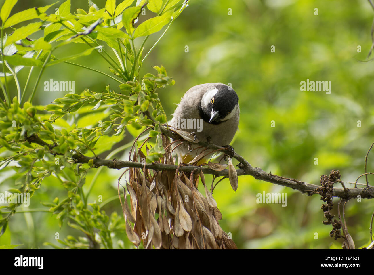 close up of beautiful white cheeked bulbul perched on tree with nice ...
