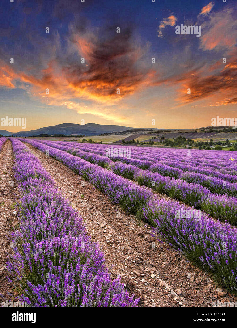 Lavendar fields in provence france Stock Photo - Alamy