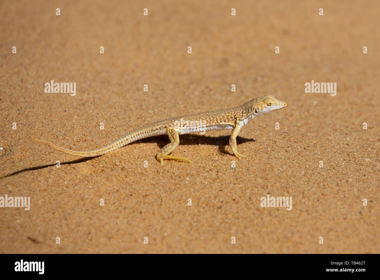 Beautifully camouflaged desert lizard in the sand of western desert of ...