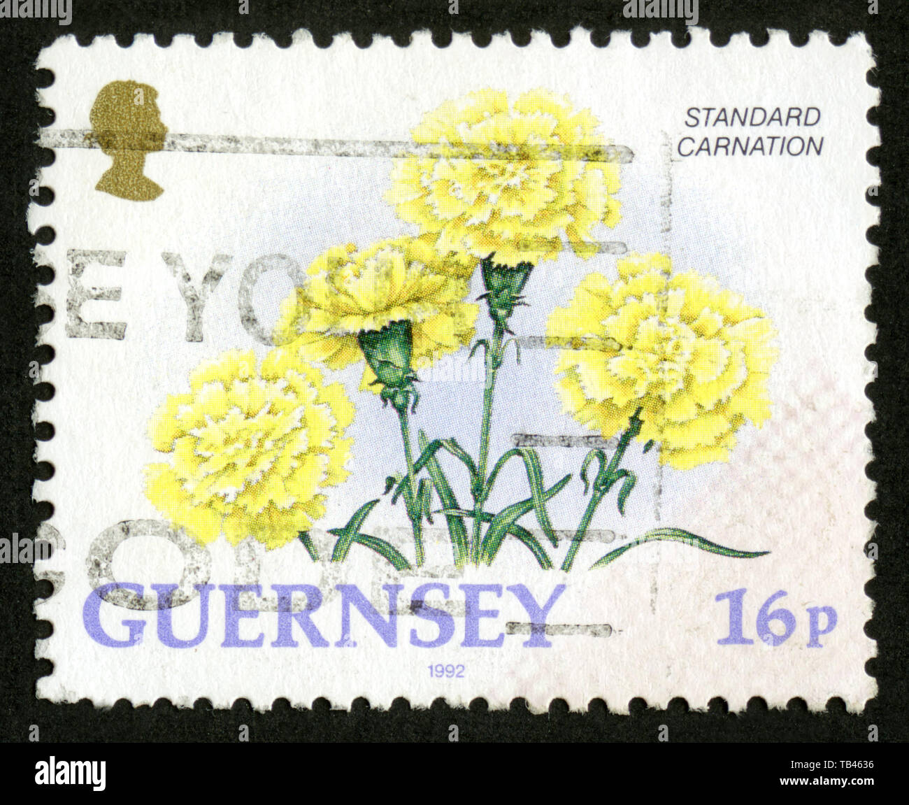 Standard carnation hi-res stock photography and images - Alamy