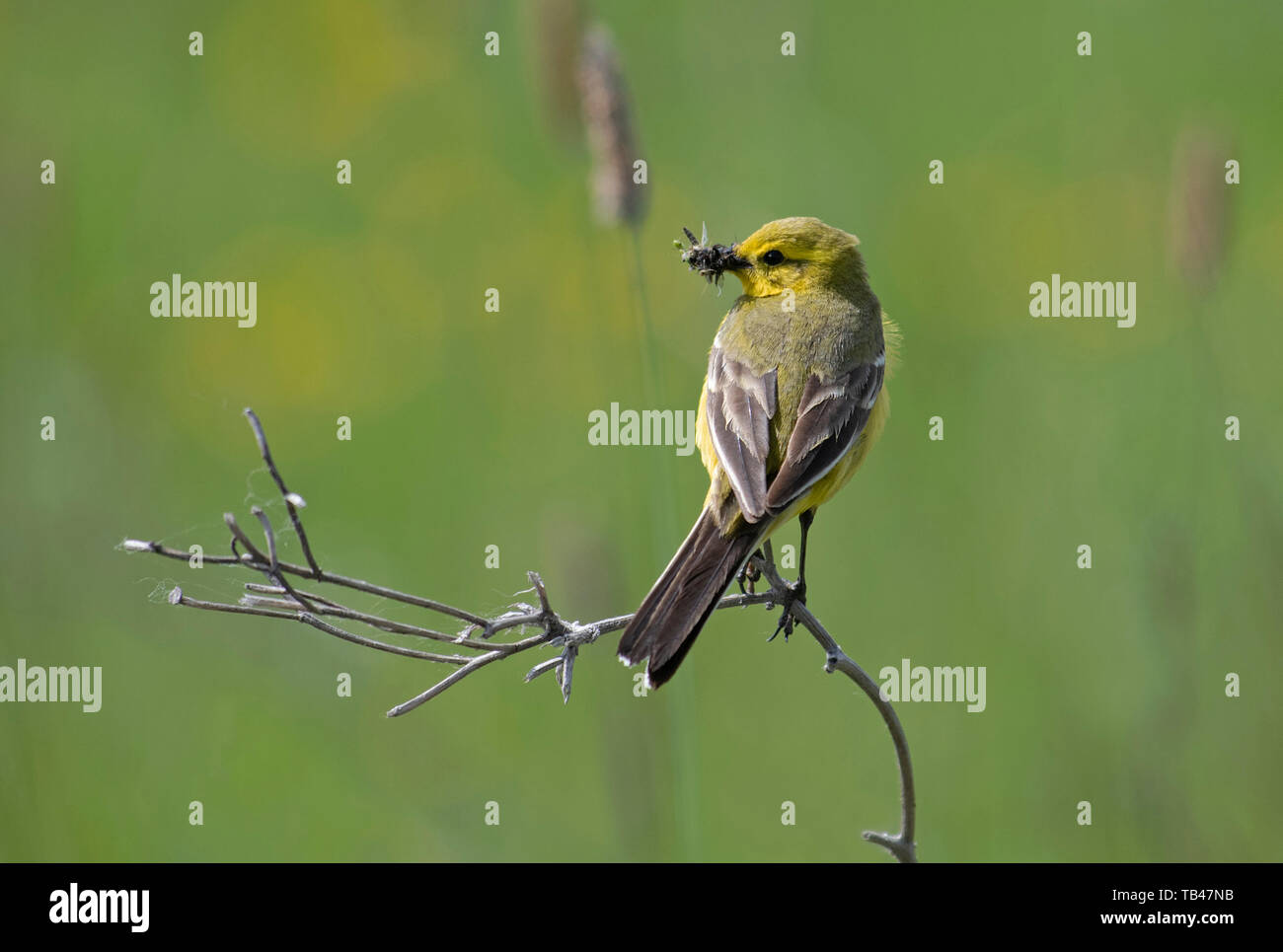 Yellow wagtails uk hi-res stock photography and images - Alamy