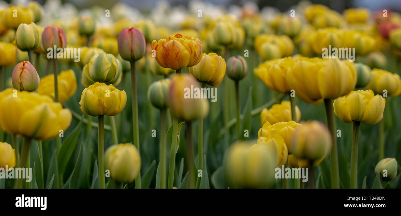 Tulips during Spring in Ottawa are a huge tourist draw. Annual tulip ...