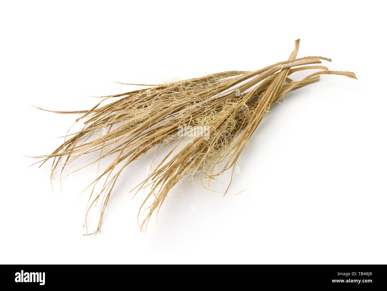 Tropical leaves isolated Cut Out Stock Images & Pictures - Alamy