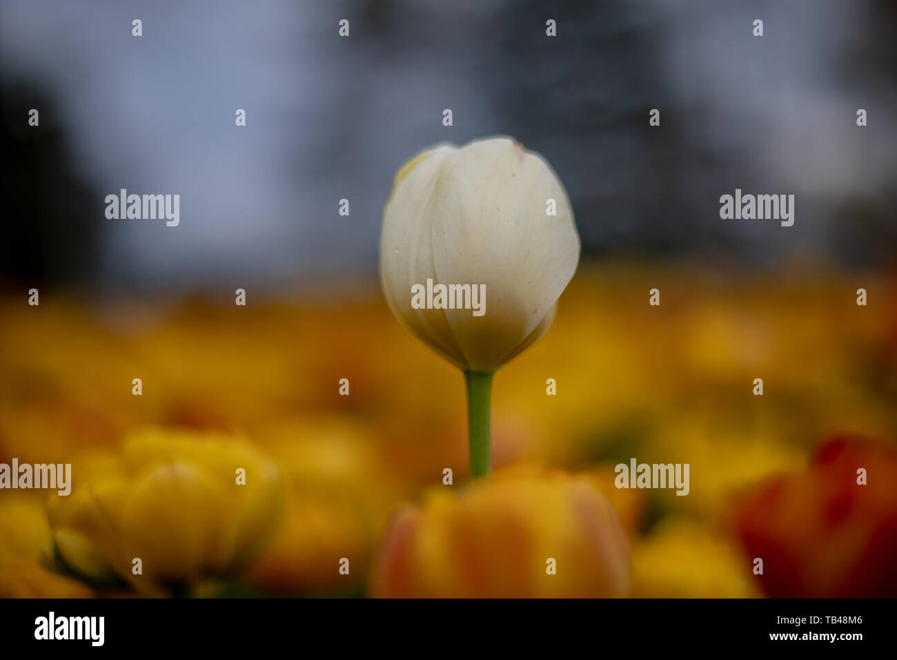 Tulips during Spring in Ottawa are a huge tourist draw. Annual tulip ...