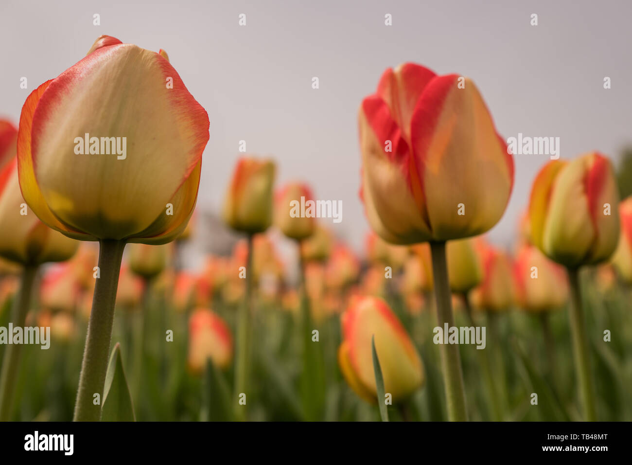 Tulips during Spring in Ottawa are a huge tourist draw. Annual tulip ...