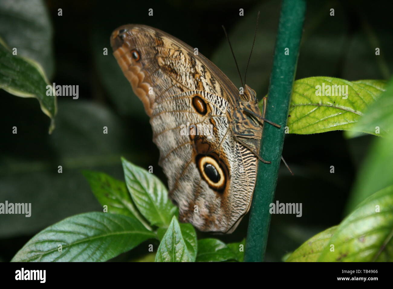 House fly close up macro hi-res stock photography and images - Alamy