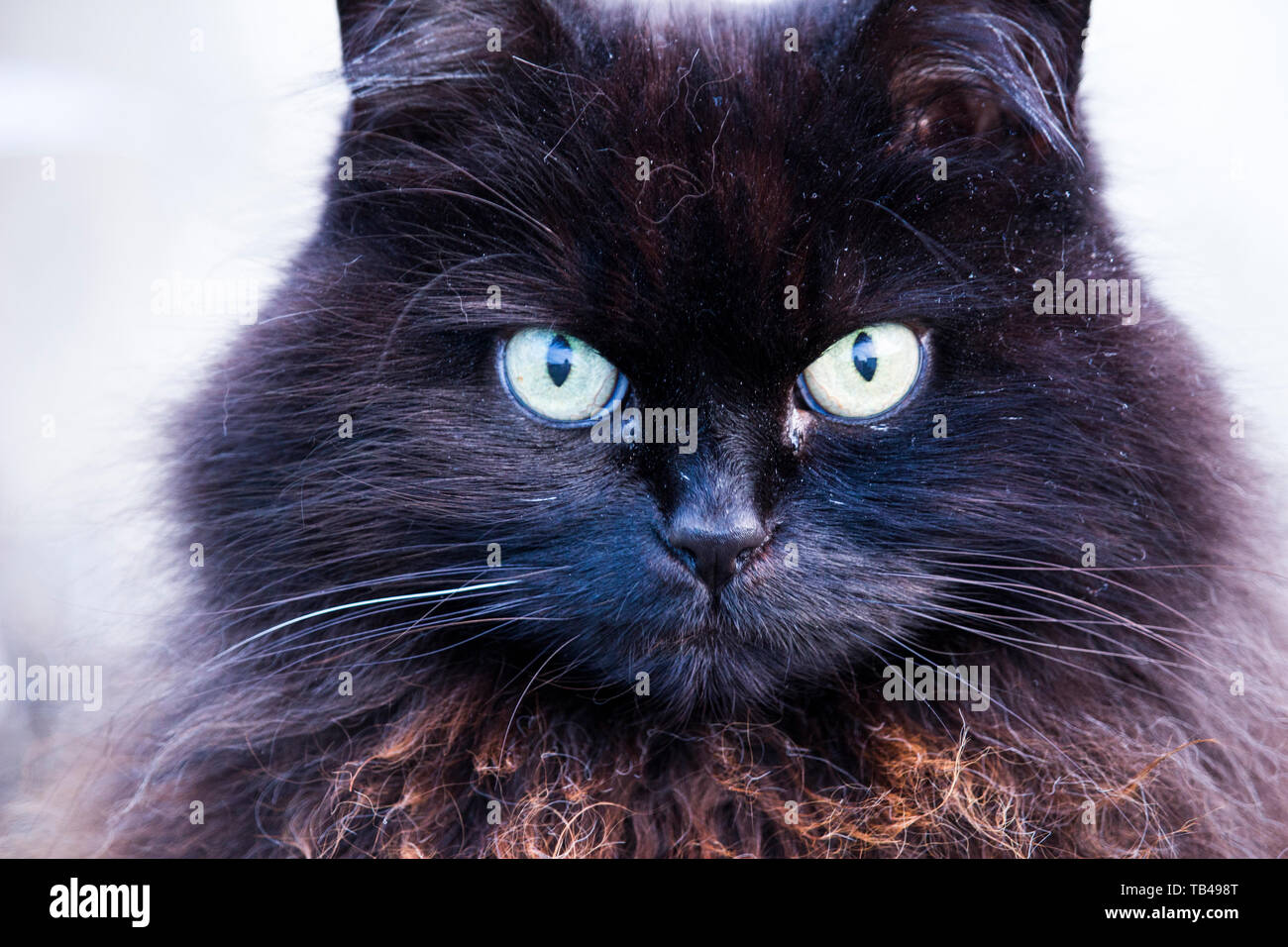 Smokey the Cat Stock Photo - Alamy