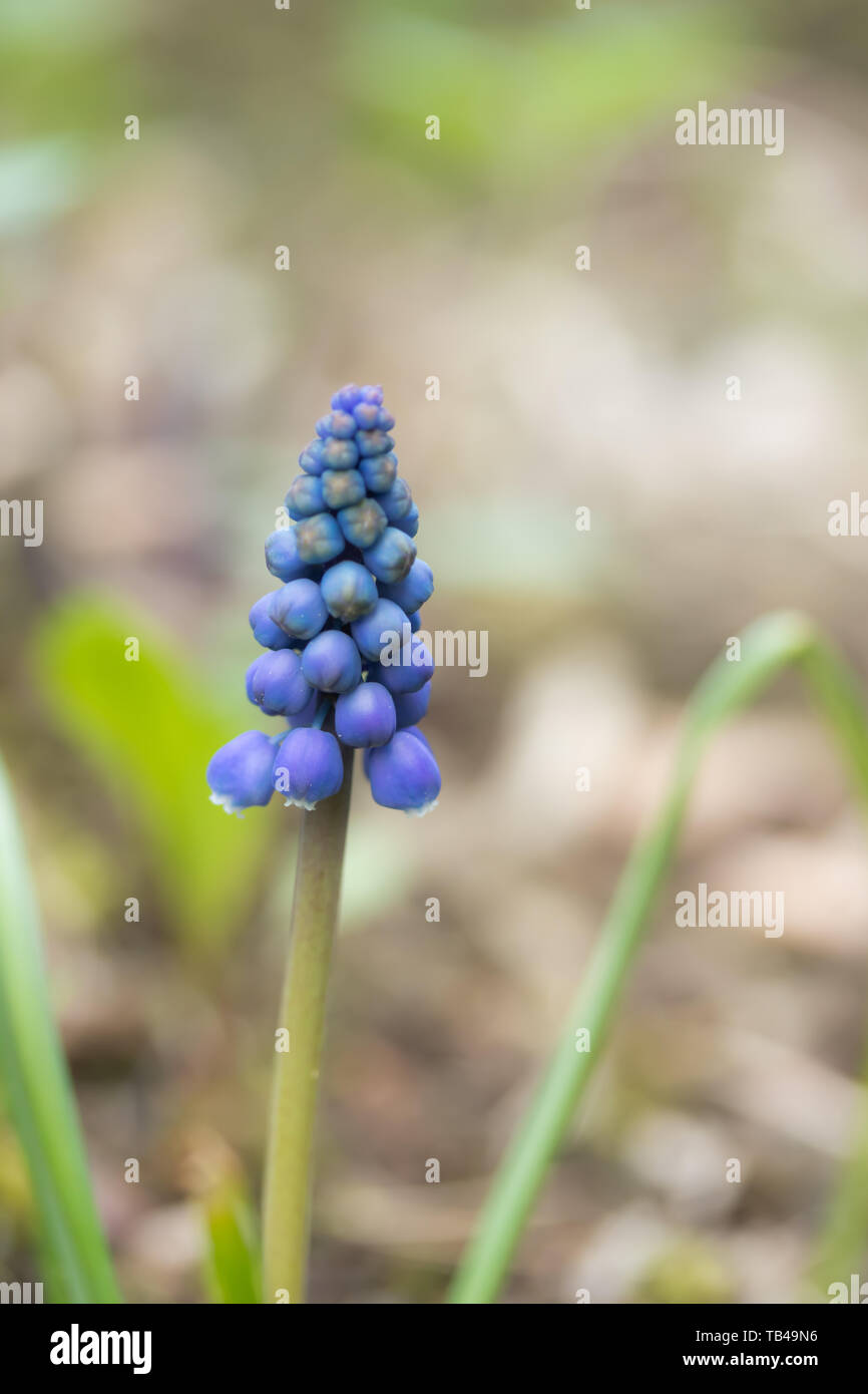 Blue Muscari in spirng garden, spring plant, wildflowers. Macro ...