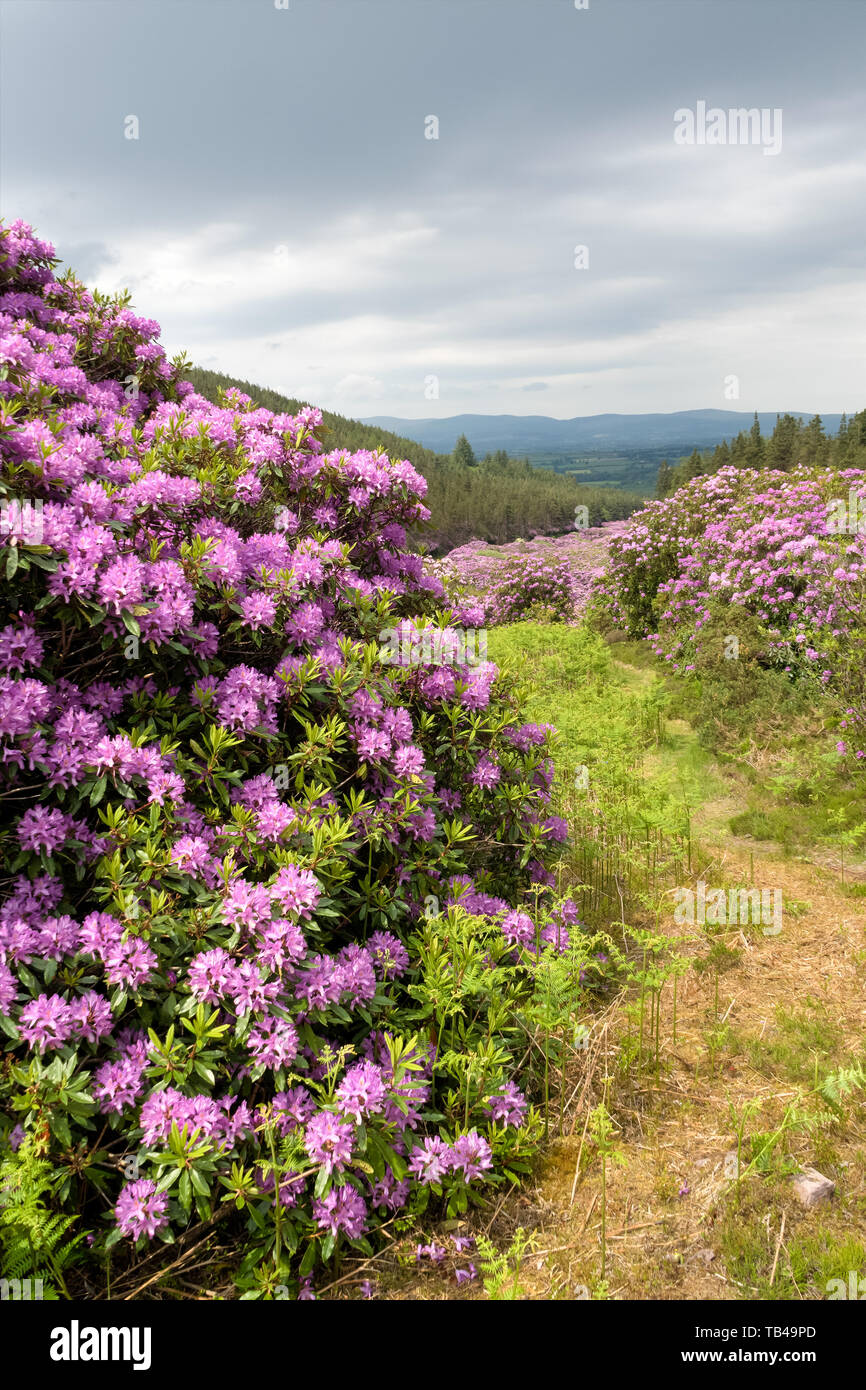 The vee tipperary hi-res stock photography and images - Alamy
