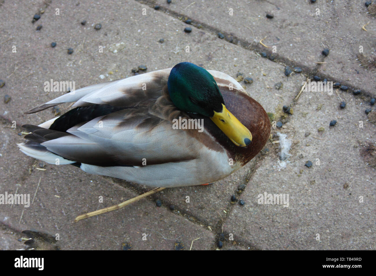 duck, a farm animal seen from above, walking on asphalt. the plumage of ...
