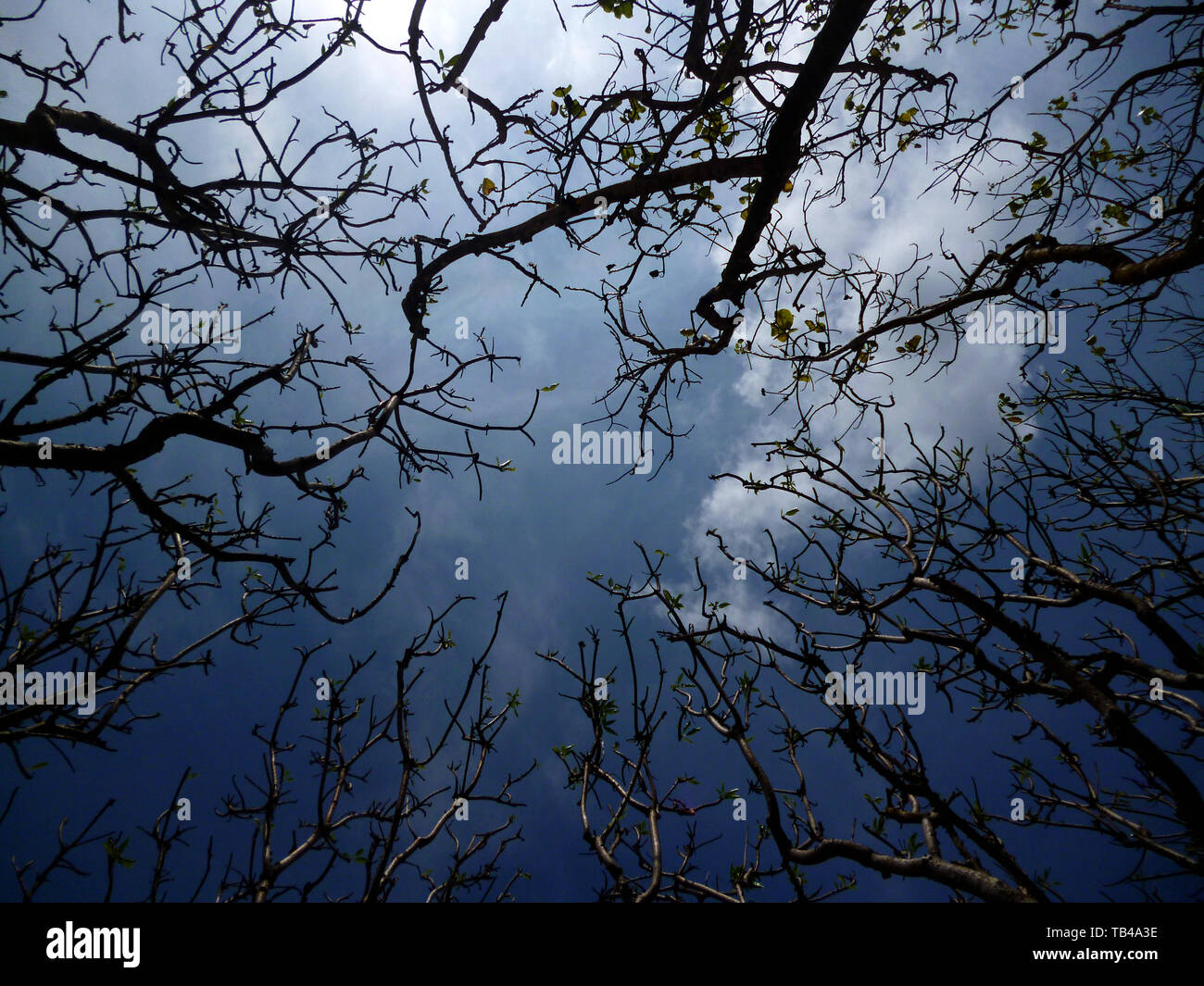 sky dan tree Stock Photo - Alamy