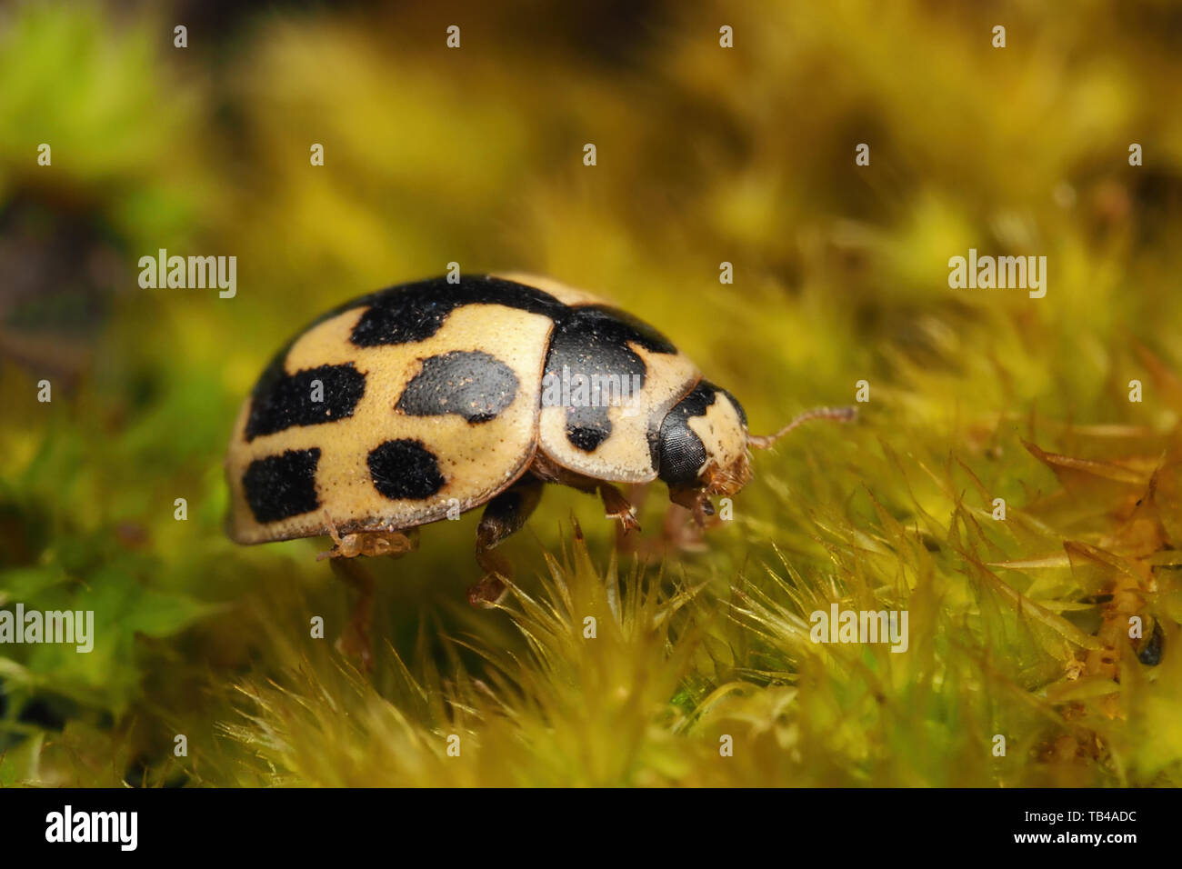 14 spot ladybird hi-res stock photography and images - Alamy