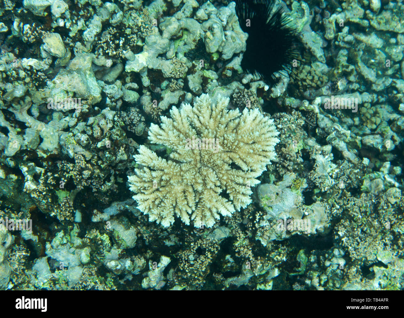 The endangered coral reef of La Digue island, Seychelles Stock Photo ...