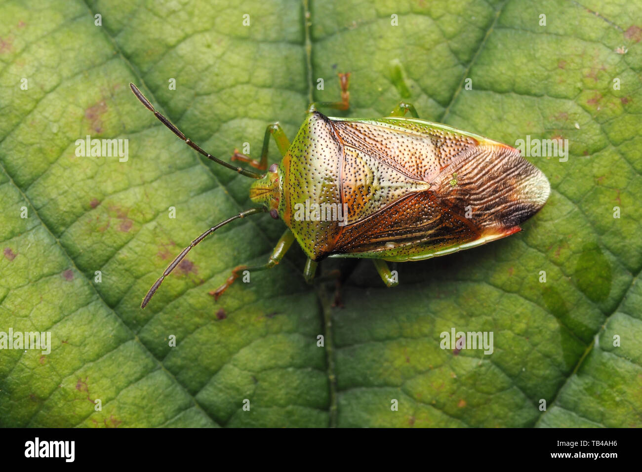 Dorsal view of Birch Shieldbug (Elasmostethus interstinctus) at rest on ...