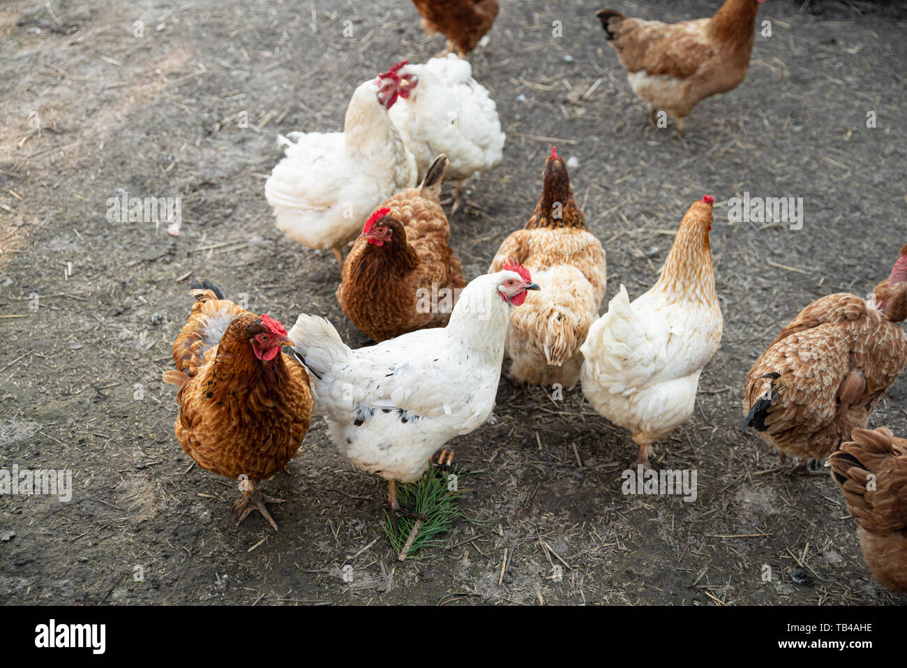 Back garden chickens hi-res stock photography and images - Alamy