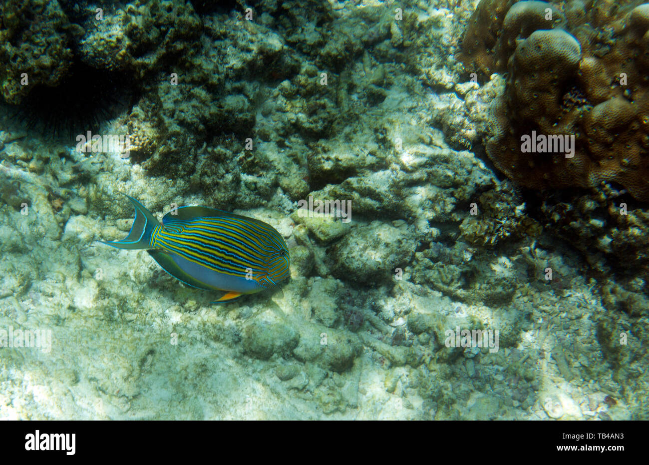 Clown tangs hi-res stock photography and images - Alamy