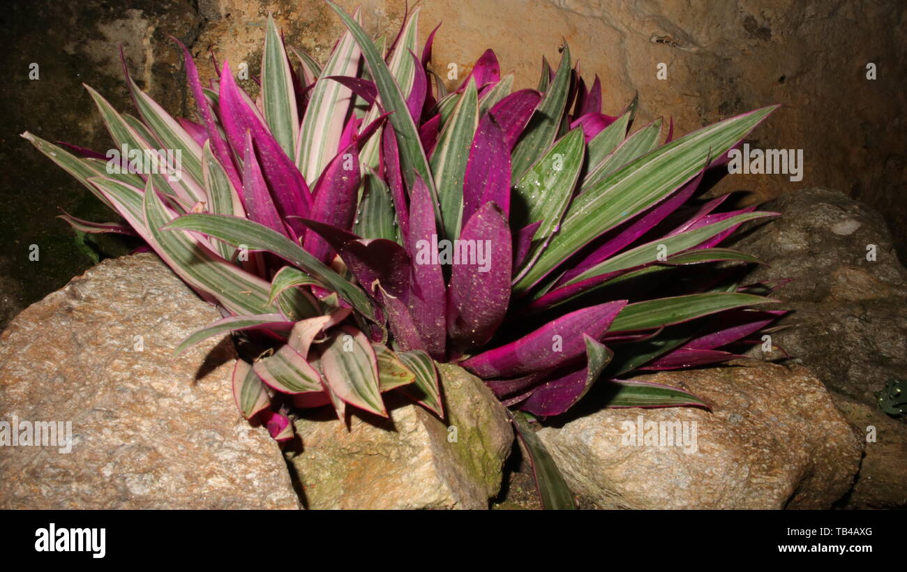 Purple maguey, miraculous leaf Stock Photo - Alamy